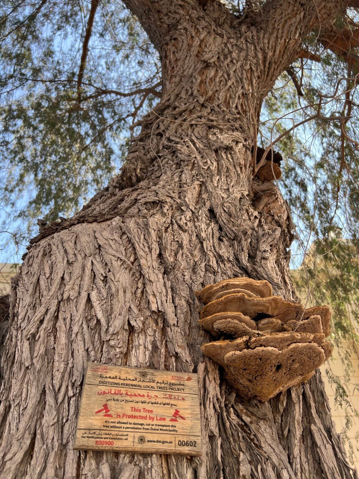 The Ghaf Tree has a Haunted History in UAE Folklore - Your source for ...